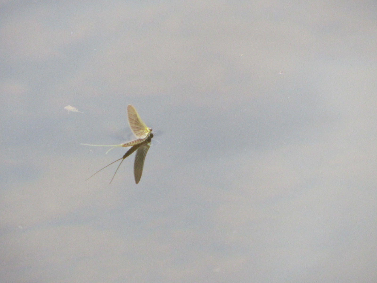 Lake and Pond Olive – Fly Fishing Science