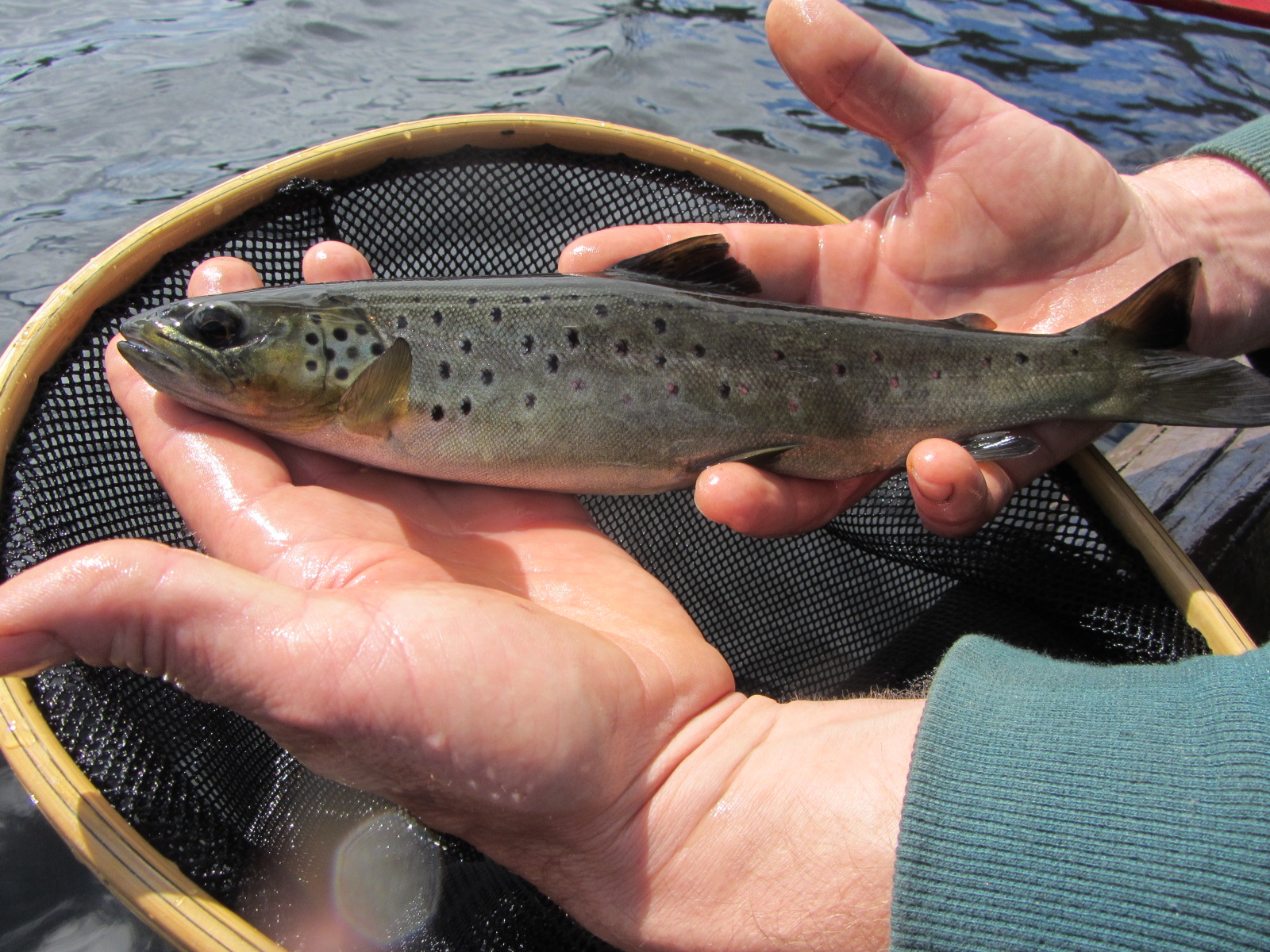 Loch Katrine – Fly Fishing Science