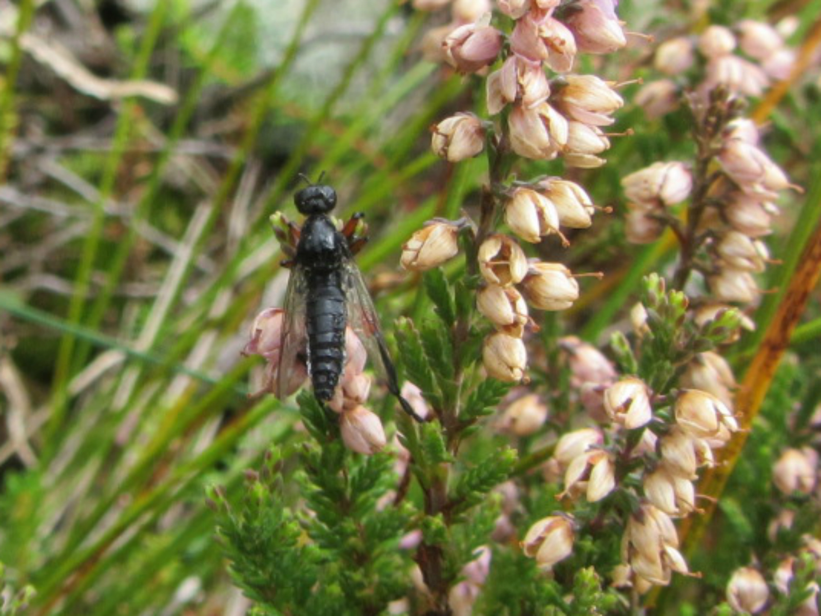 Heather Flies – Fly Fishing Science