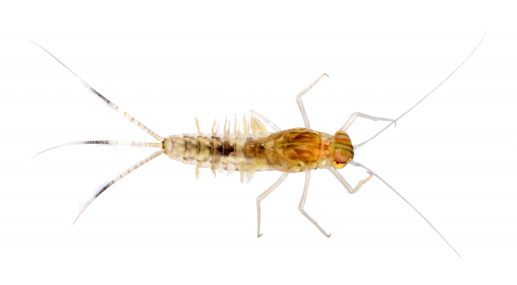 Lake and Pond Olive – Fly Fishing Science