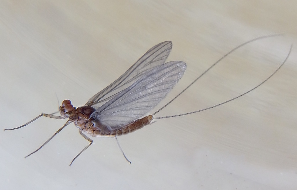 Lake and Pond Olive – Fly Fishing Science