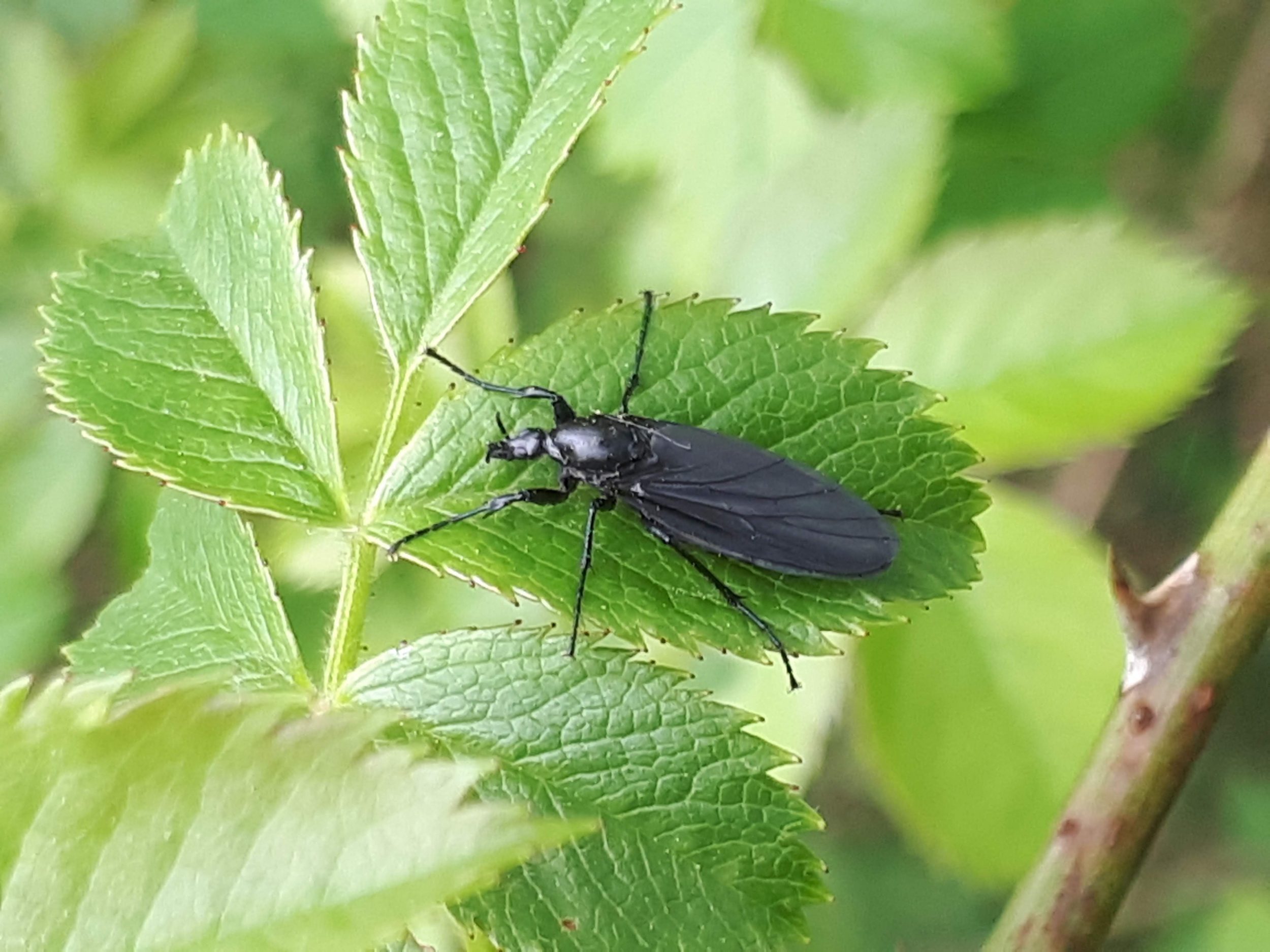 Hunting for Bibionidae – Fly Fishing Science