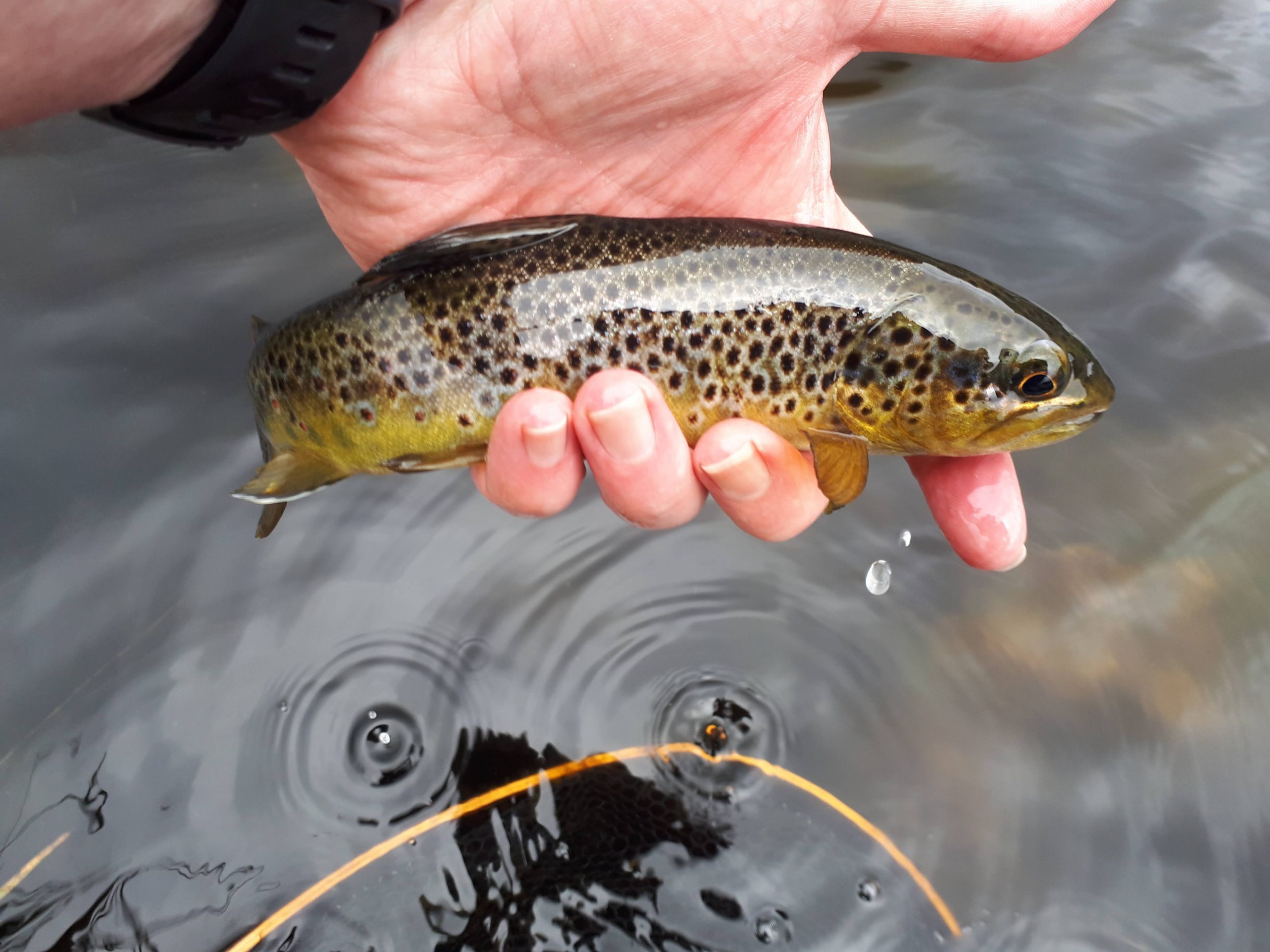 Cambrian Angling Association – Fly Fishing Science