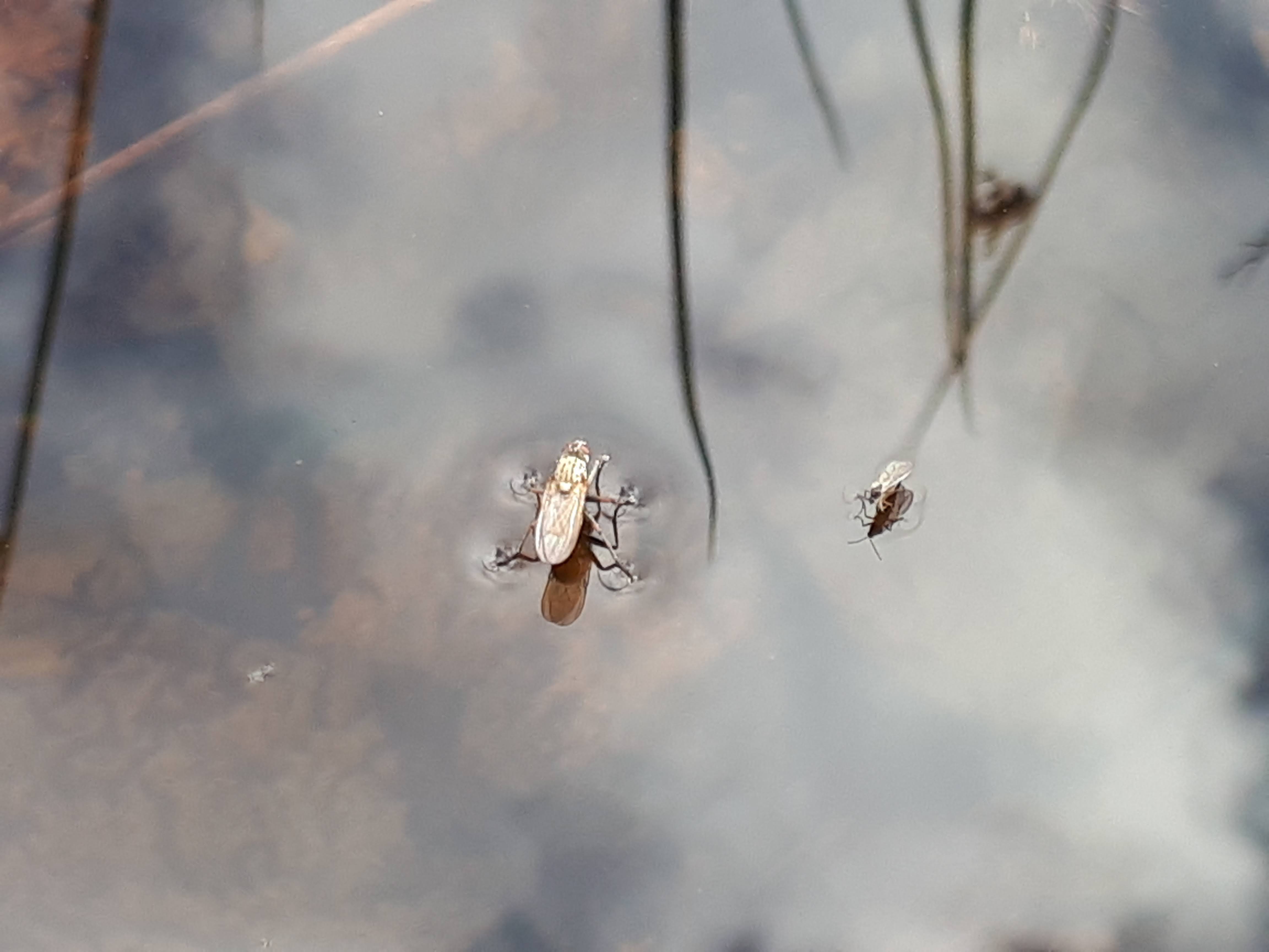 Who can tell what a trout is eating – Fly Fishing Science