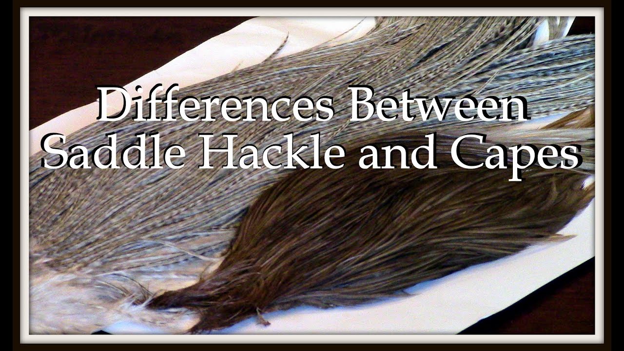 Introduction to feathers for fly tyers – Fly Fishing Science